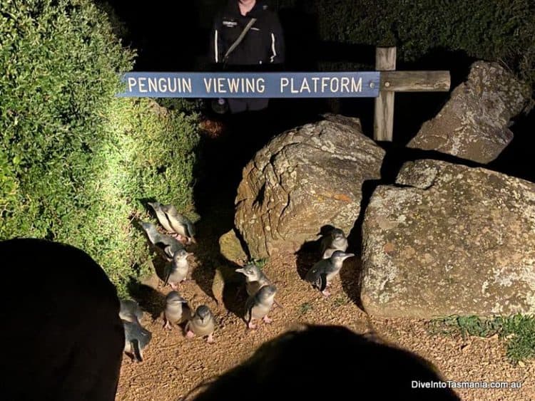 Low Head, Tasmania: Everything You Need To Know