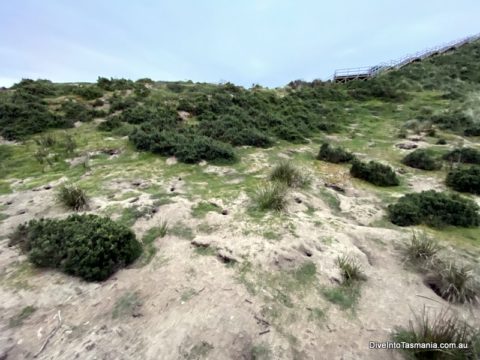 Bruny Island Penguins🐧: Everything You Need To Know