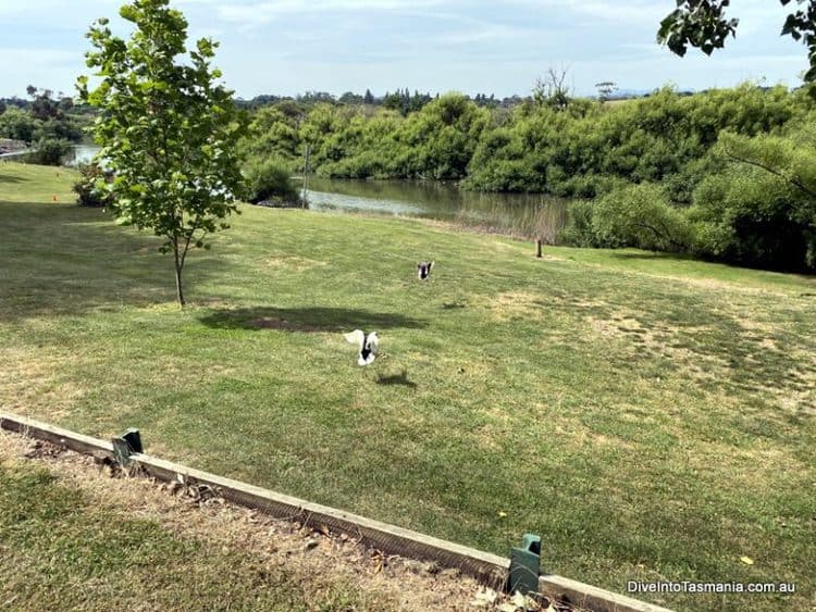 Longford, Tasmania: Everything You Need To Know