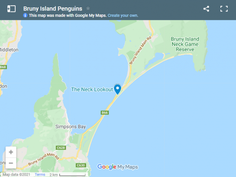 Bruny Island Penguins🐧: Everything You Need To Know
