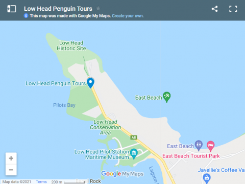 All About The AMAZING Low Head Penguin Tours